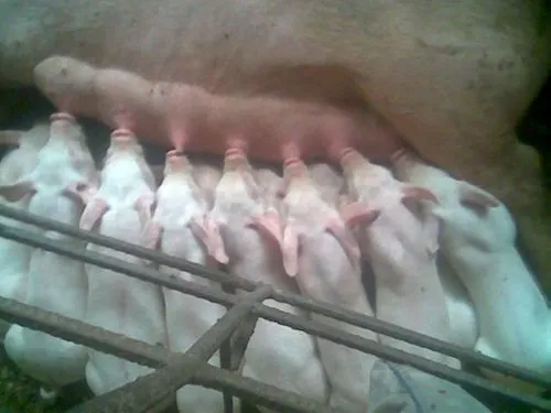 Fotos de marranos - Imagui