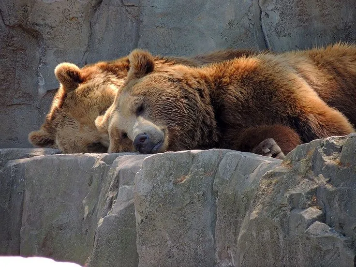 Imagenes osos durmiendo - Imagui