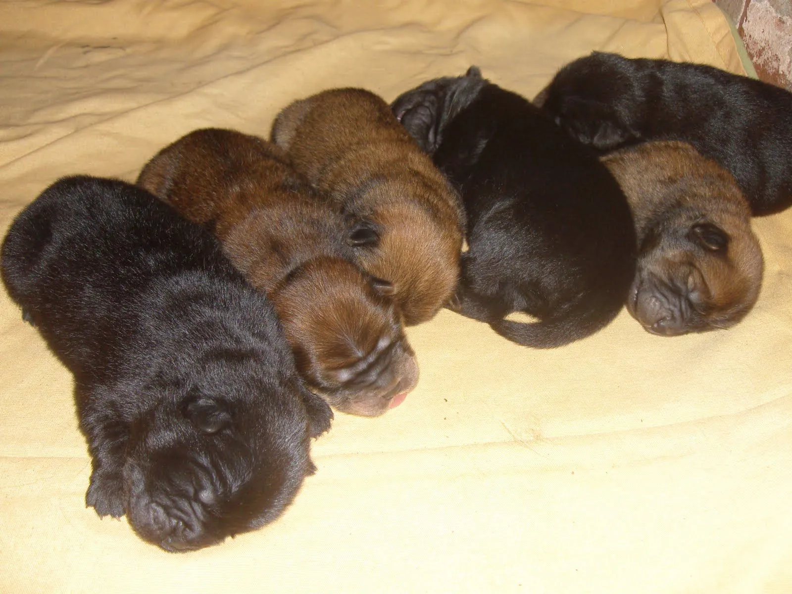 Imágenes de perros Chow Chow bebés - 8 fotos e imágenes gratis - Imagui