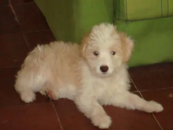 Perritos frespuder - Imagui