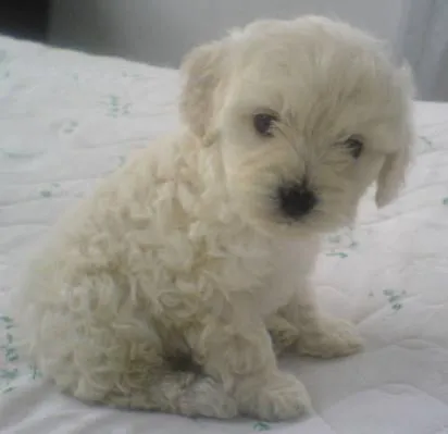 Perros poodle - 9 fotos e imágenes gratis - Imagui