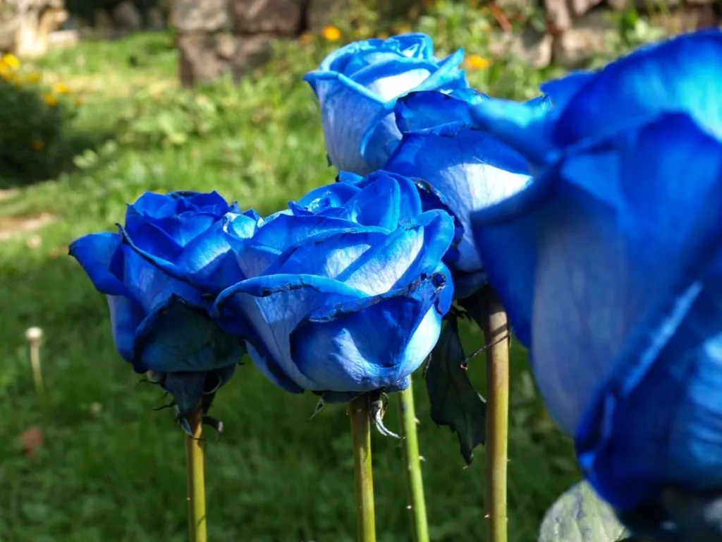 Imagenes de rosas azules animadas - Imagui