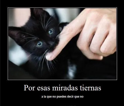 Gatitos tiernos con frases animados - 2 fotos e imágenes gratis - Imagui