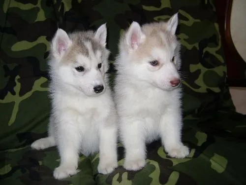 Imagenes de lobos siberianos - Imagui