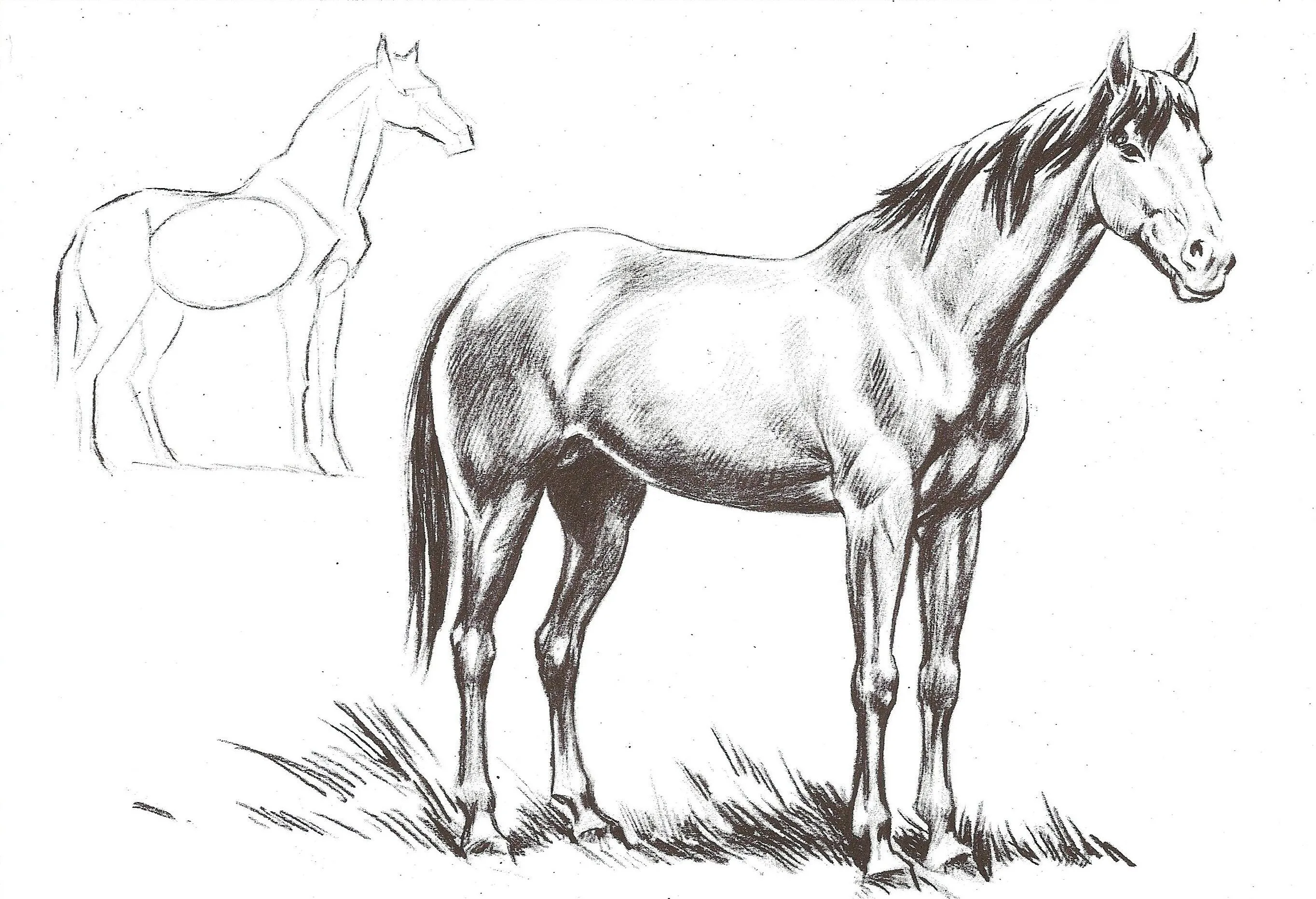 Dibujo artistico de caballos - Imagui