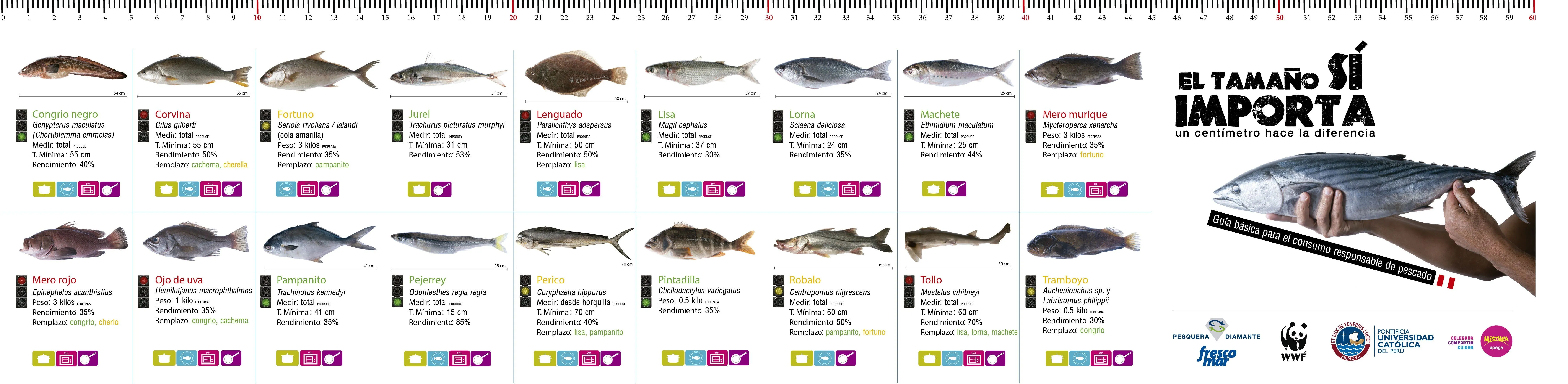 Los peces del mar peruano - Imagui