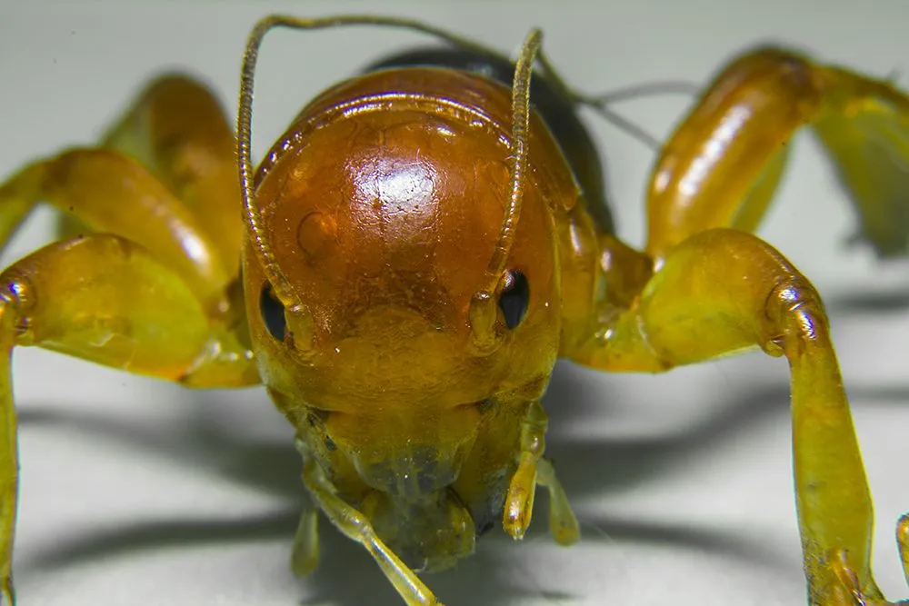 Insecto cara de niño - Imagui