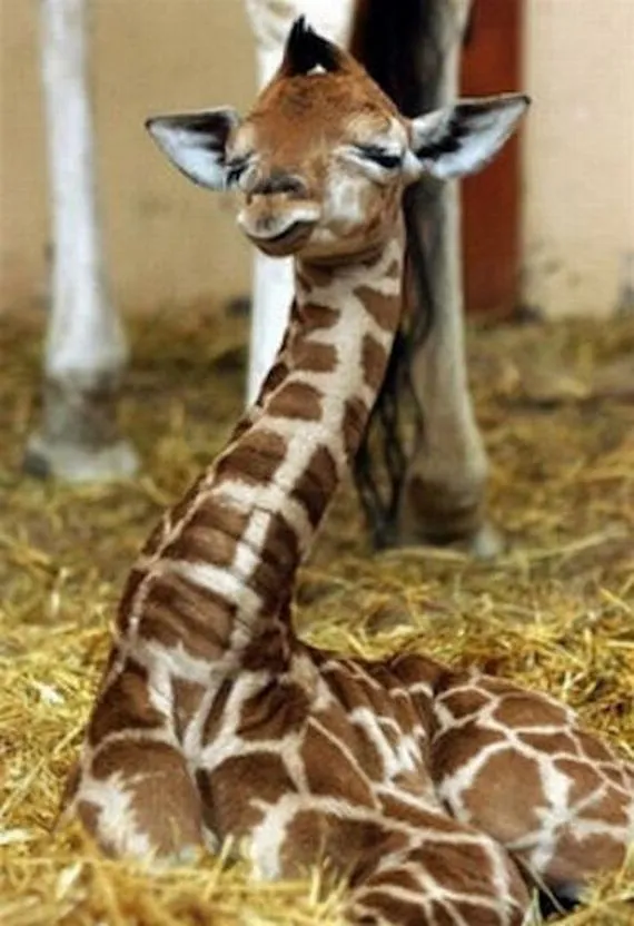 Jirafa bebé tierna - Imagui