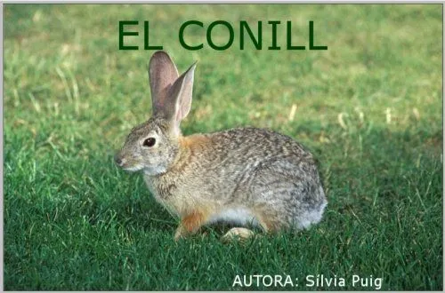 Els conills per pintar - Imagui