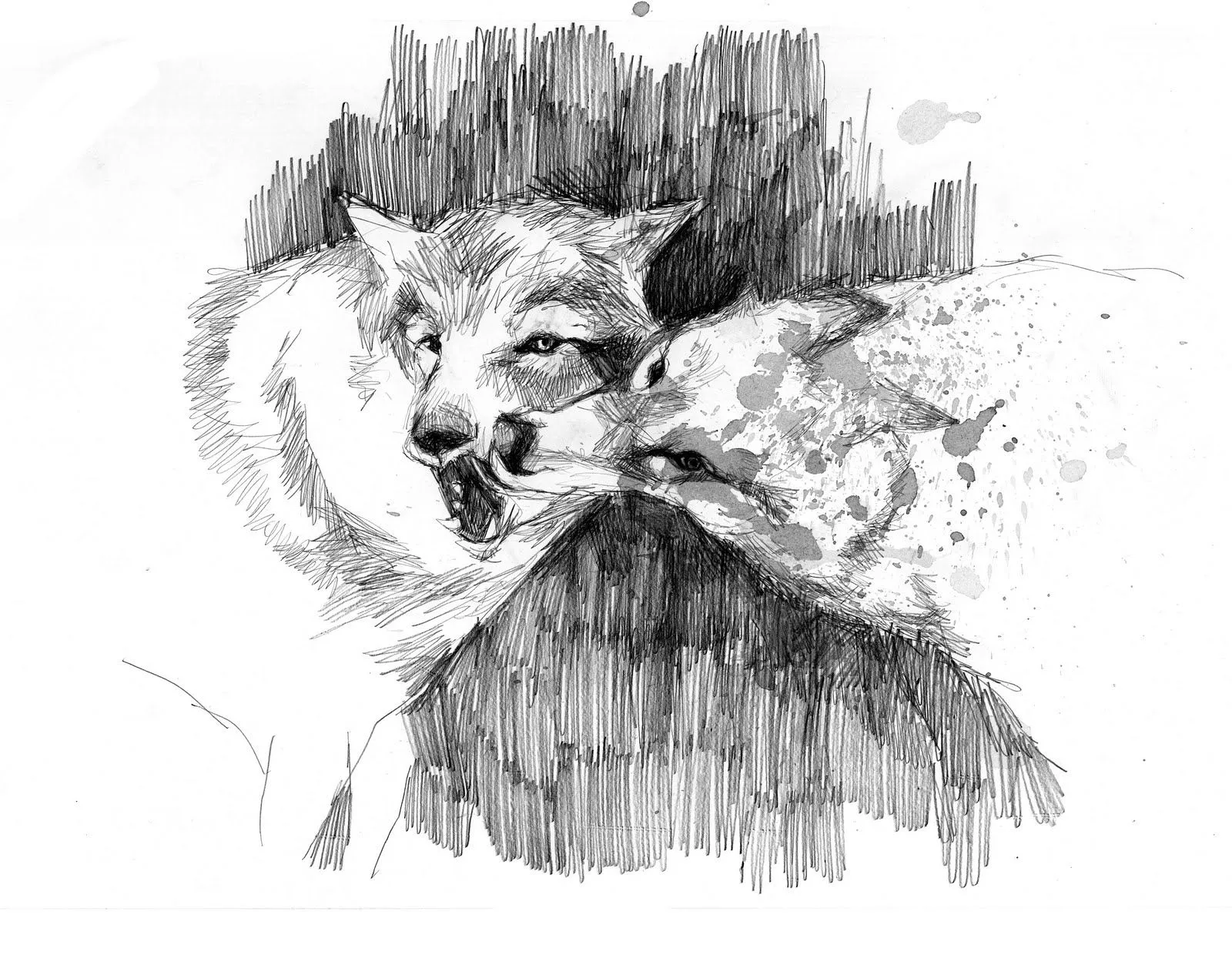 Animales bocetos - Imagui