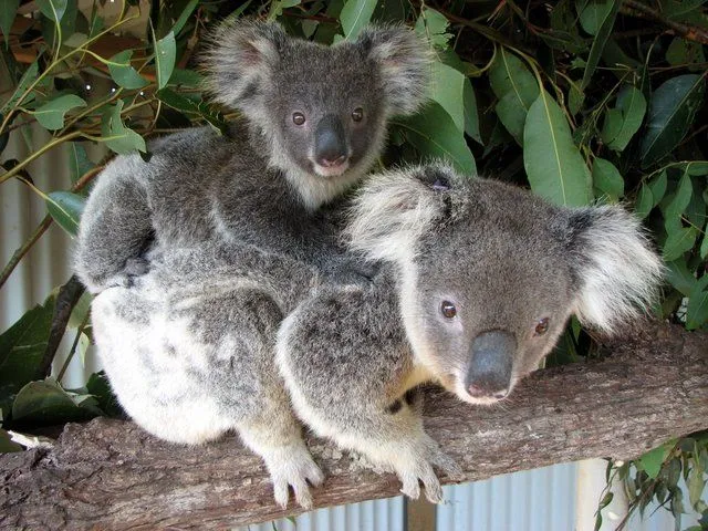 Caricaturas de koalas - Imagui