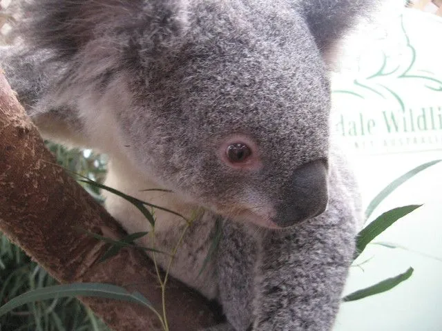 Koala tierno - Imagui
