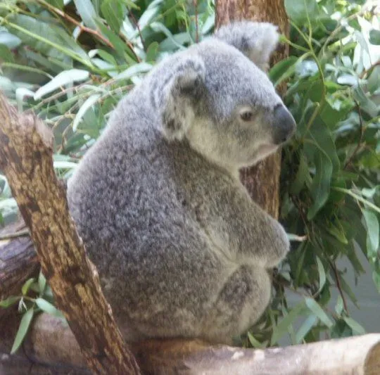 Imágenes de koalas - Imagui