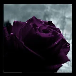 Rosas moradas de amor - Imagui