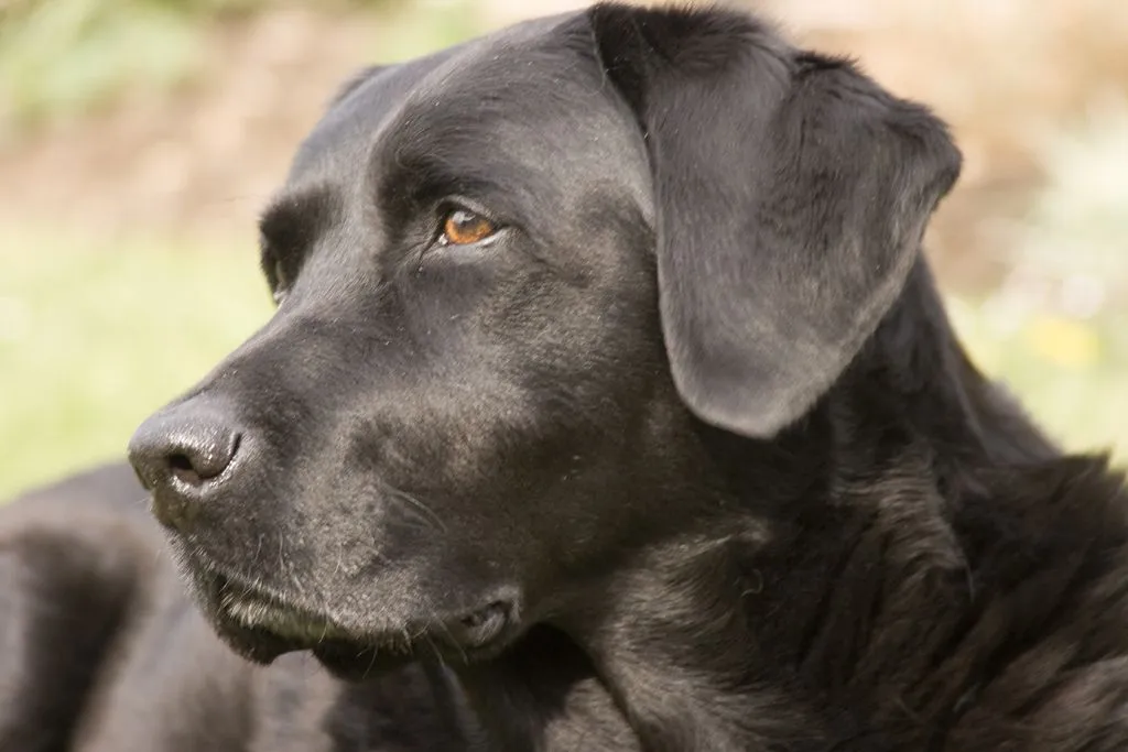 Cachorros de labrador retriever negro - 8 fotos e imágenes gratis - Imagui