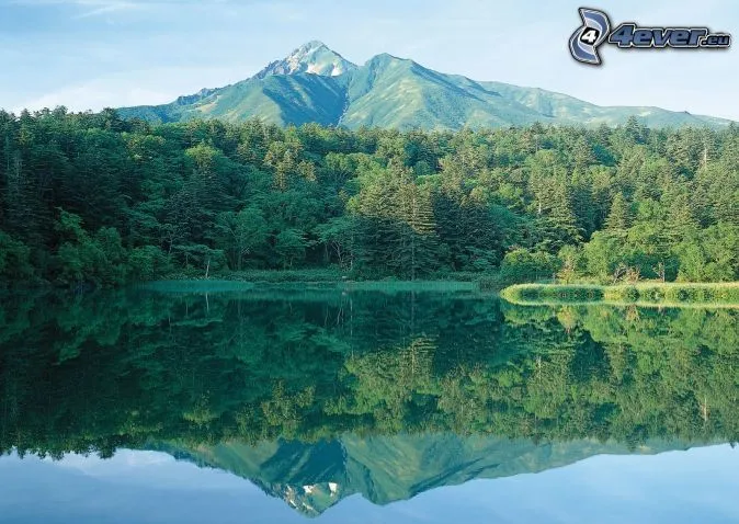 Lago bosque - Imagui