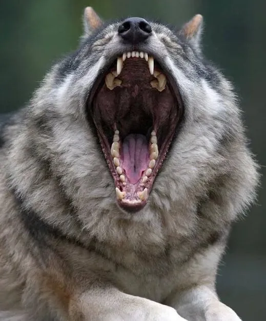 Como hacer el hocico del lobo - Imagui