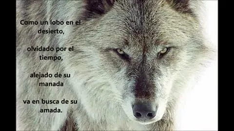 Lobo solitario frases - Imagui