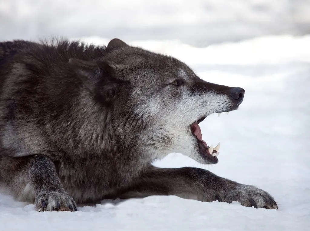 Lobo wallpaper - Imagui