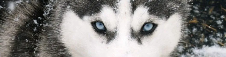 Lobos siberianos en HD - Imagui