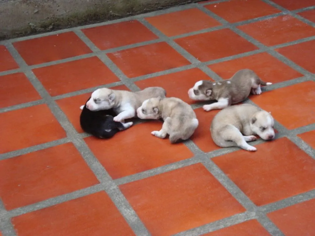 Lobos siberianos bebés tiernos - Imagui