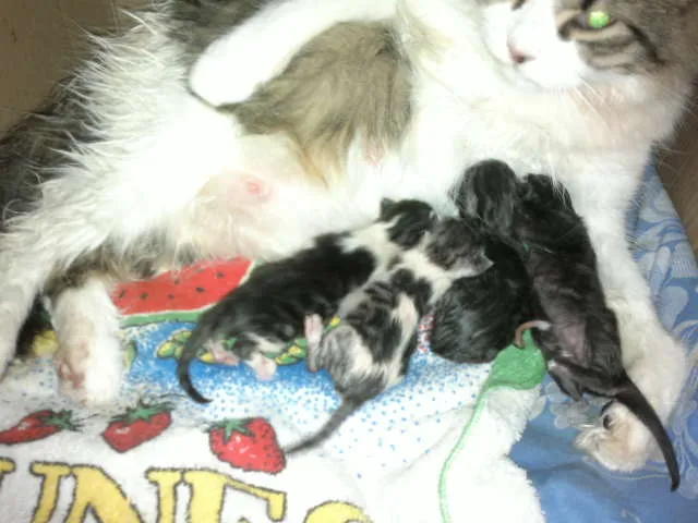 Proceso de embarazo de un gato - 9 fotos e imágenes gratis - Imagui
