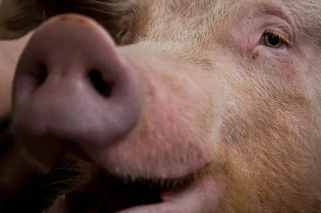 Imágenes de marranos - Imagui
