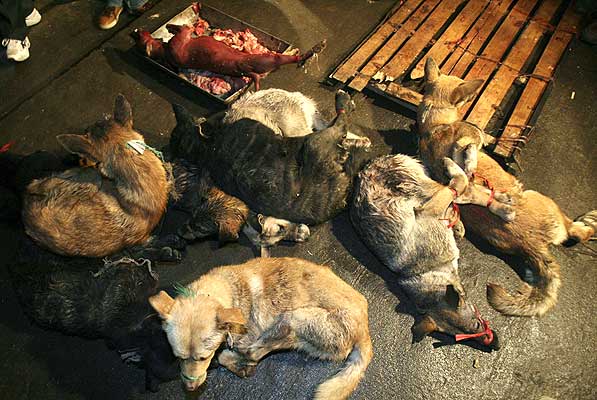 Perritos chinitos - Imagui