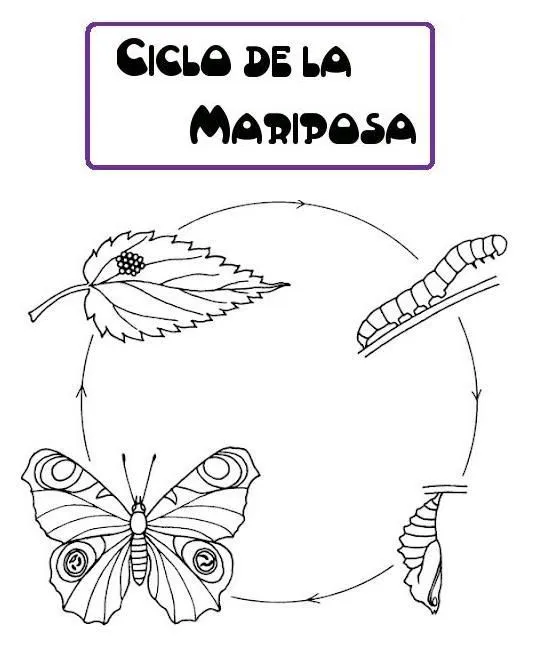 Ciclo de vida de las mariposas para colorear - 15 fotos e imágenes ...