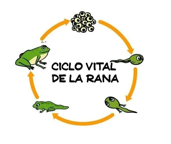 El ciclo de vida de una rana - 6 fotos e imágenes gratis - Imagui