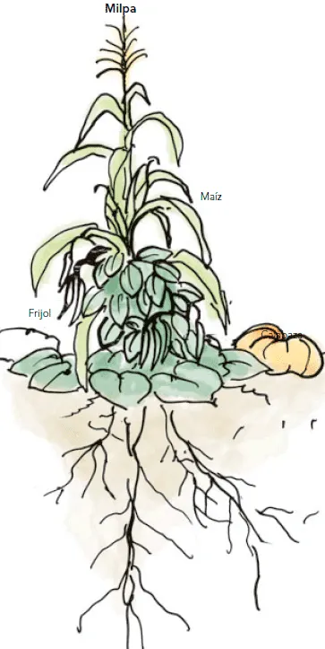 Milpa para colorear - Imagui