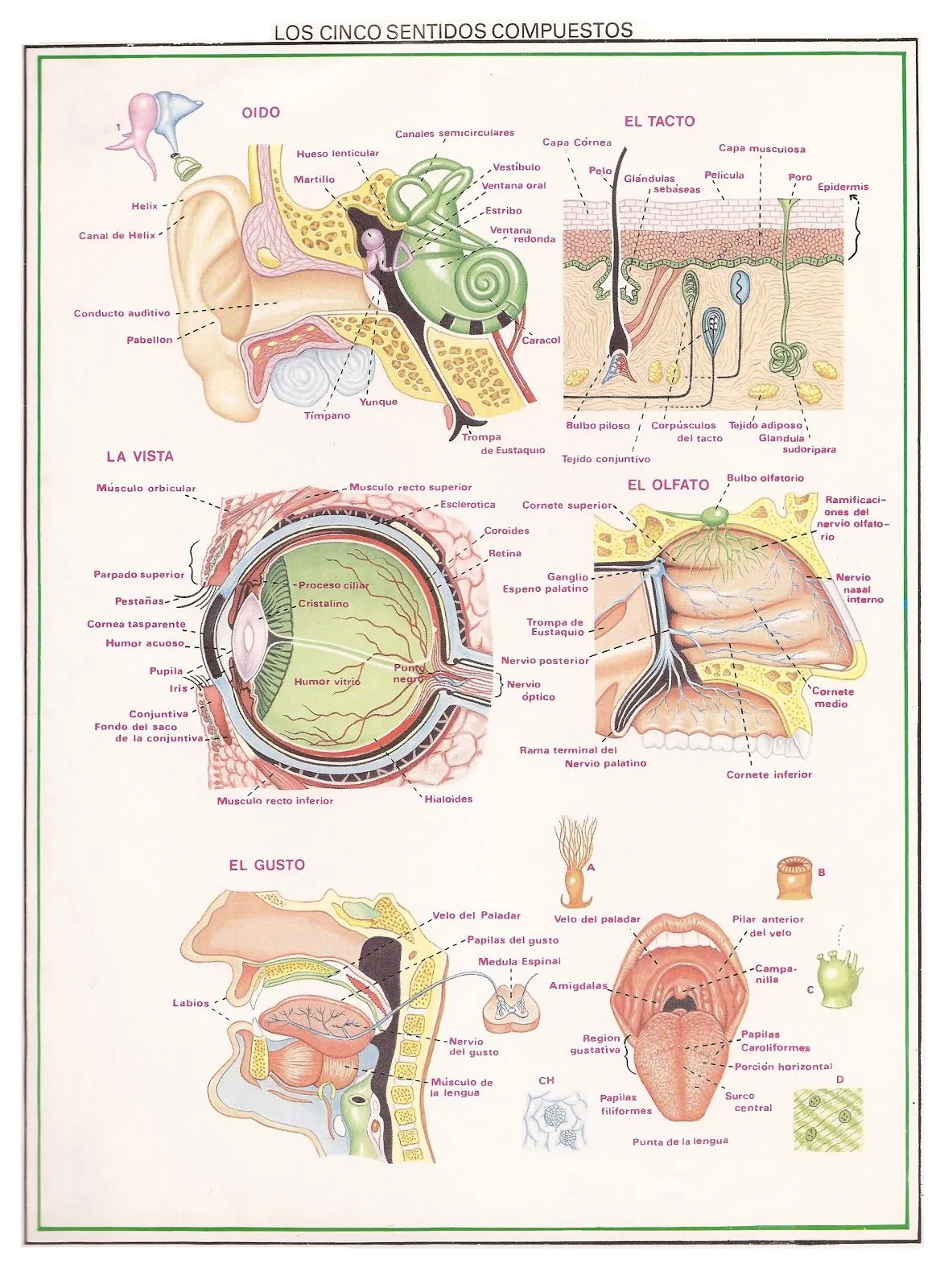 Monografia de los 5 sentidos - Imagui