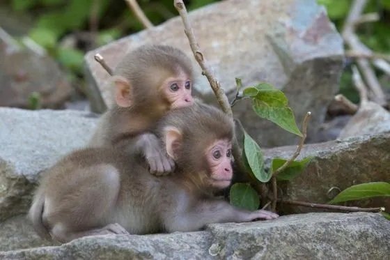 Imagenes de mono tiernos - Imagui