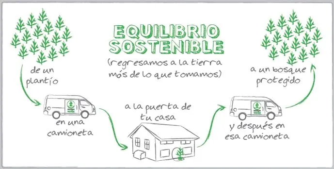 Ciclo de vida del ahuehuete para niños - Imagui