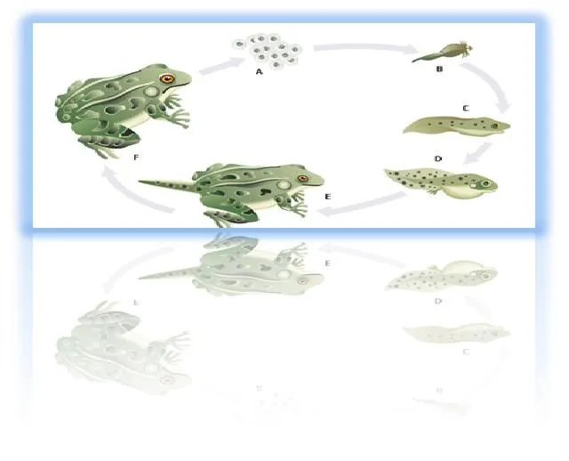 Ciclo de vida de una rana - Imagui