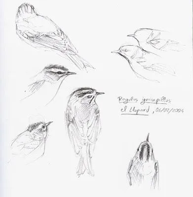 Aves bocetos - Imagui