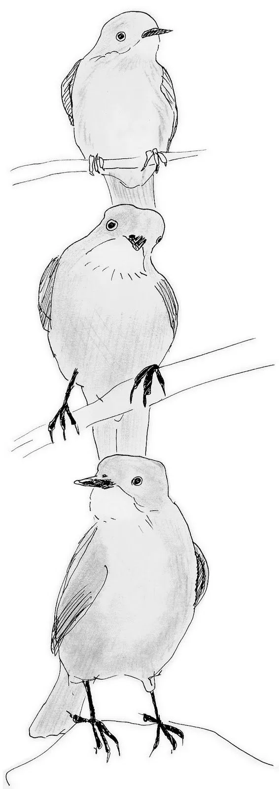 Aves bocetos - Imagui