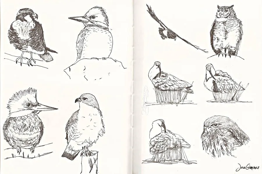 Aves bocetos - Imagui
