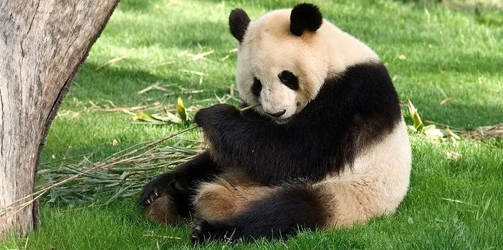 Informacion de oso panda - Imagui