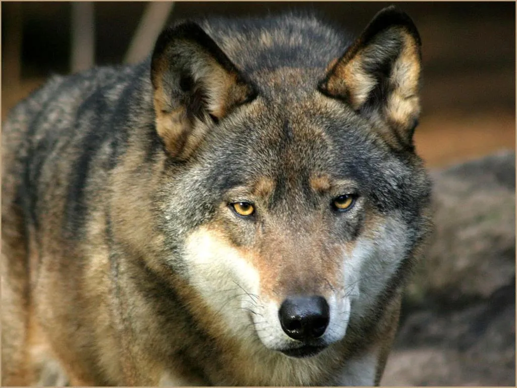 Wallpaper de lobos - Imagui