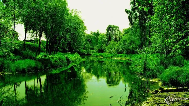 Fotos en HD de bosques - Imagui