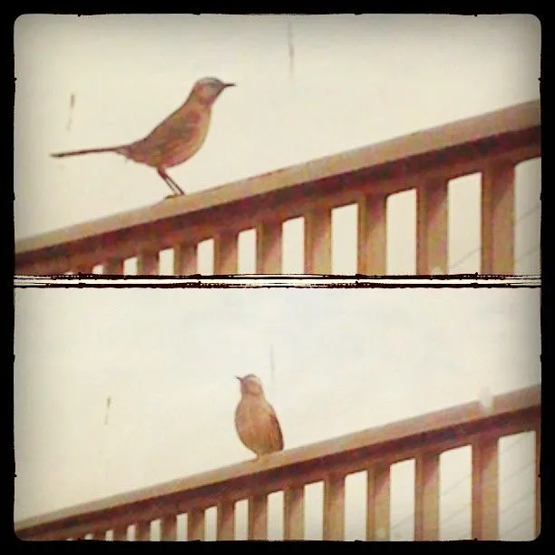 PAJARITO CANTANDO - Imagui