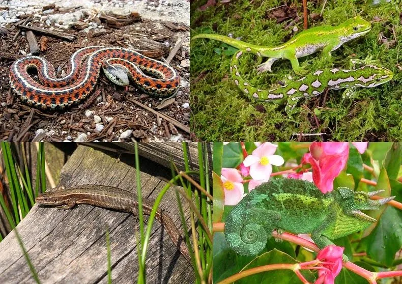 Imagenes de los viviparos - Imagui