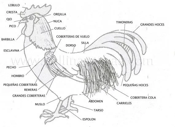 Imagen de una gallina con sus partes - Imagui