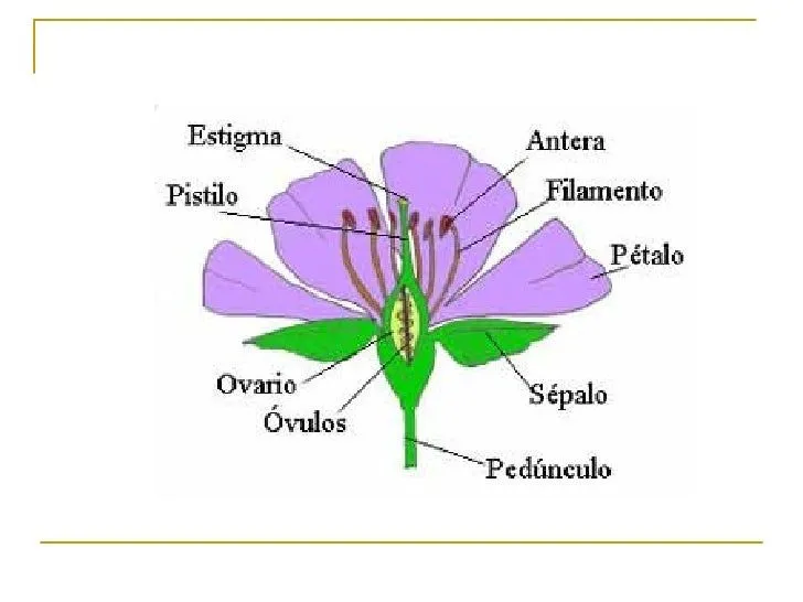La Flor Y Sus 4 Partes Imagui