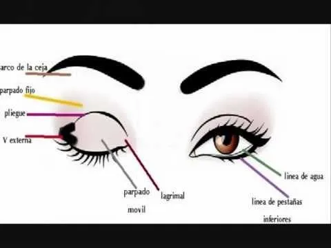 Partes del ojo al maquilar - Imagui