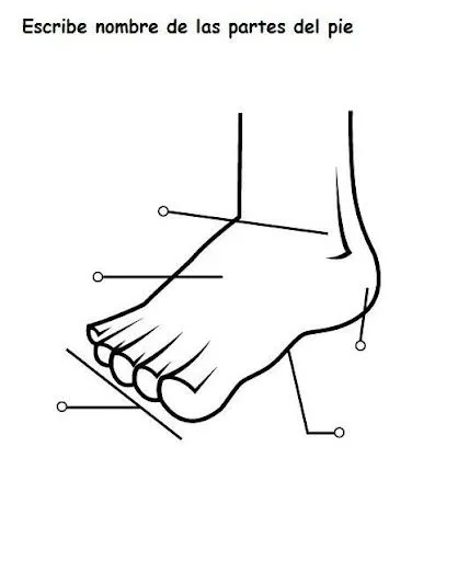 Pie del cuerpo humano - 16 fotos e imágenes gratis - Imagui