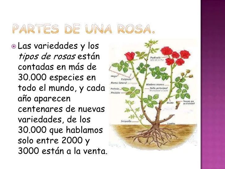 Partes de la rosa - 7 fotos e imágenes gratis - Imagui