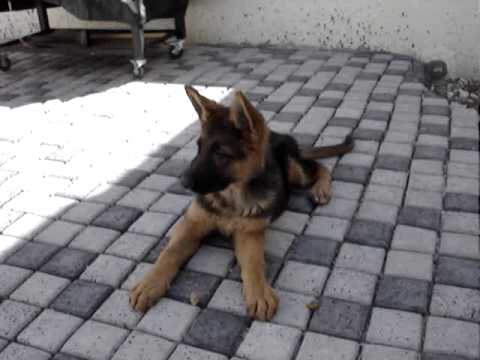 Pastor Aleman De 4 Meses Imagui