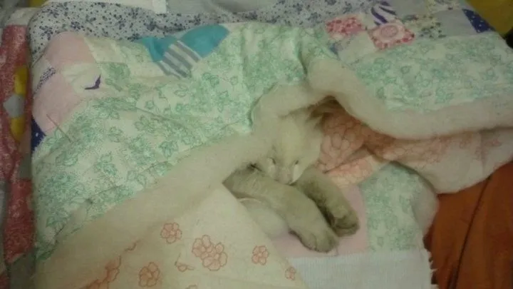 Moldes de siluetas de gatos - Imagui